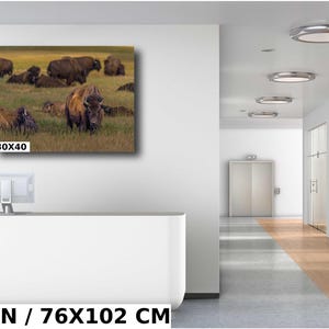 In the Footsteps of Giants: My Teton Bison Encounter" American Bison ...