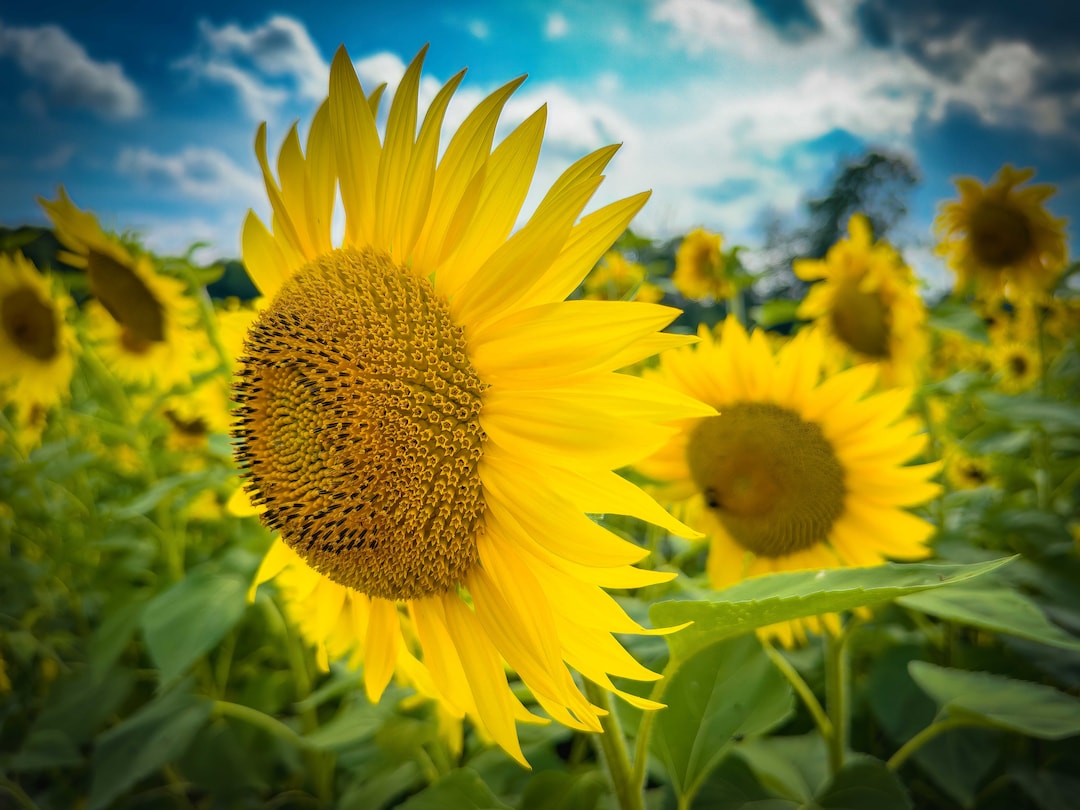 Sunny Yellow Sun Flower Fields/canvas/metal/ Artwork/farm Art/ Sunrise ...