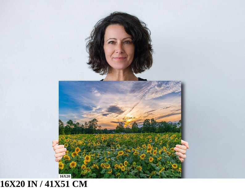 Sunny Yellow Sun Flower Fields Golden Hour /canvas/metal/ Artwork/farm ...