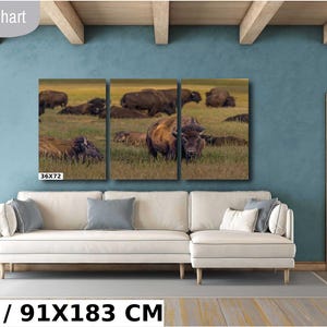 In the Footsteps of Giants: My Teton Bison Encounter" American Bison ...