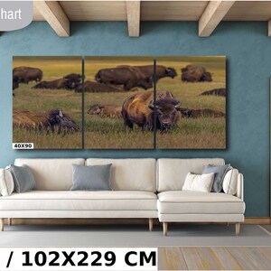 In the Footsteps of Giants: My Teton Bison Encounter" American Bison ...