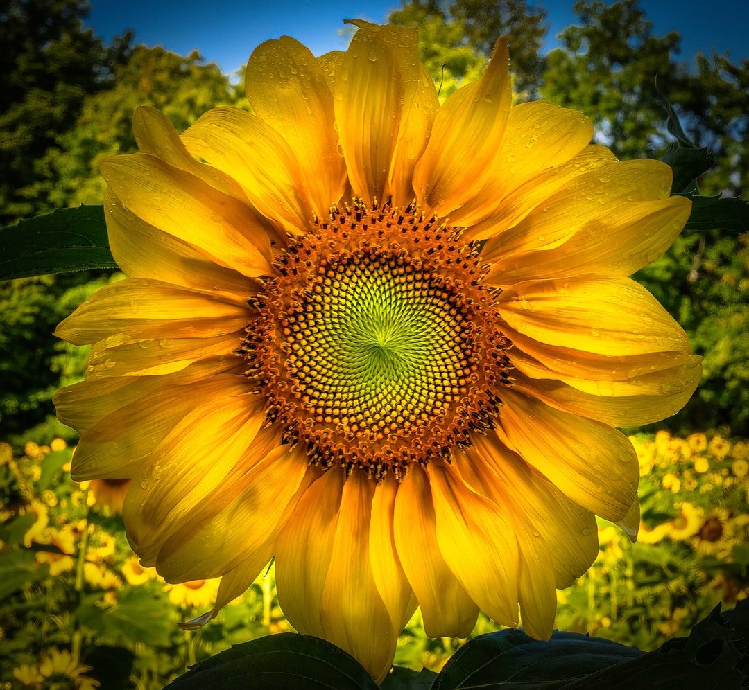 Brilliant Sunny Yellow Sun Flower Field, Yellow Flowers,sunrise, Sunset ...