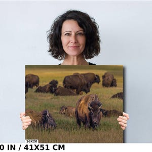 In the Footsteps of Giants: My Teton Bison Encounter" American Bison ...