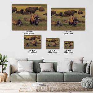 In the Footsteps of Giants: My Teton Bison Encounter" American Bison ...