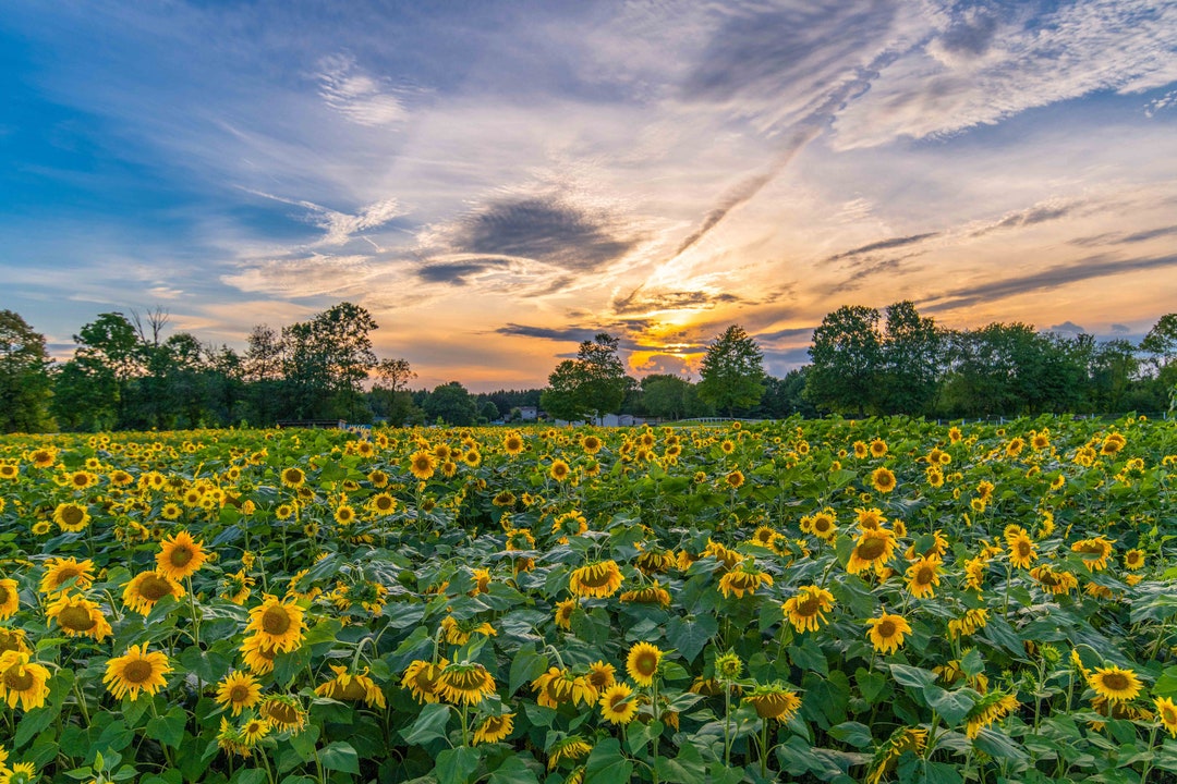Sunny Yellow Sun Flower Fields Golden Hour /canvas/metal/ Artwork/farm ...