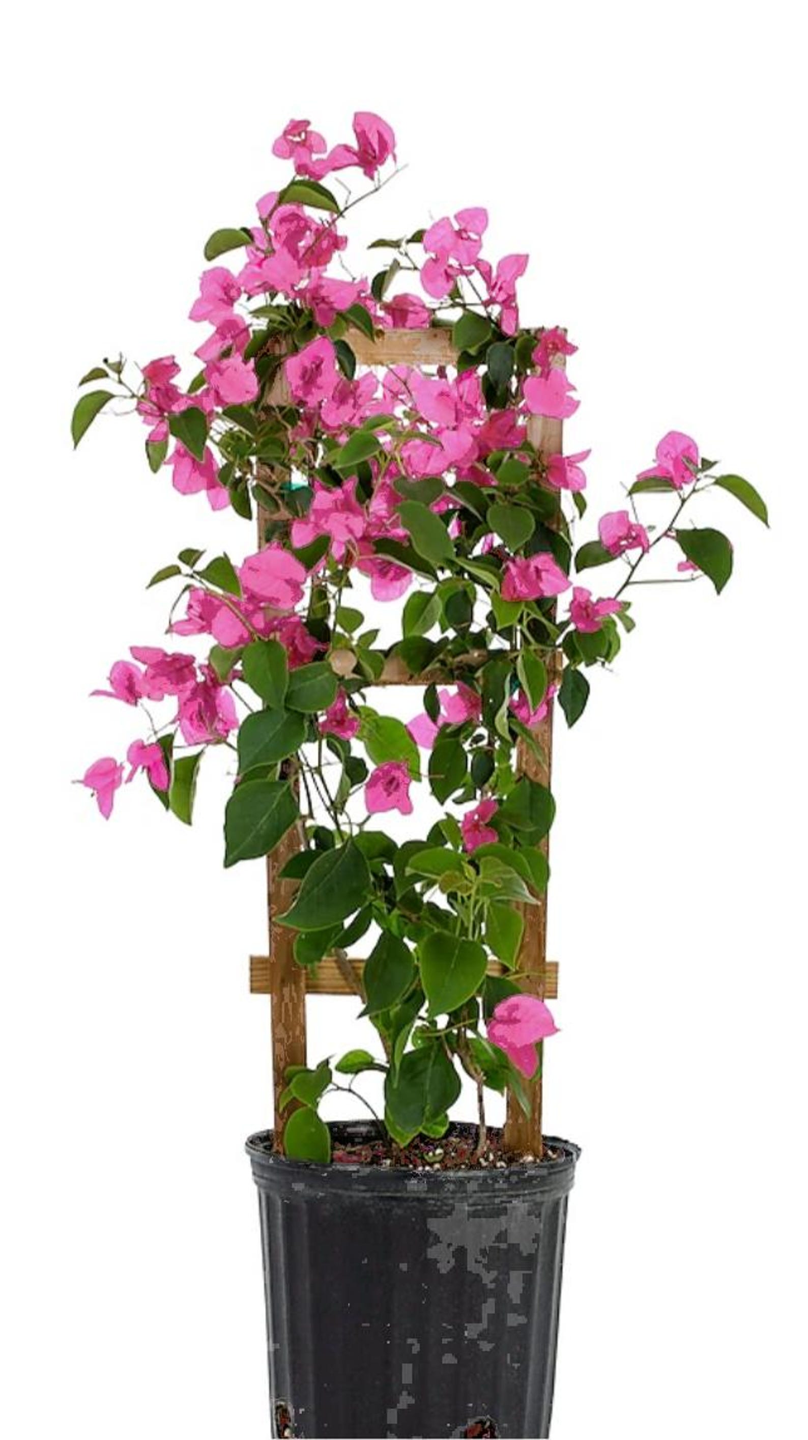 Live Bougainvillea Plant, 30" With Trellis, Assorted Colors - Etsy