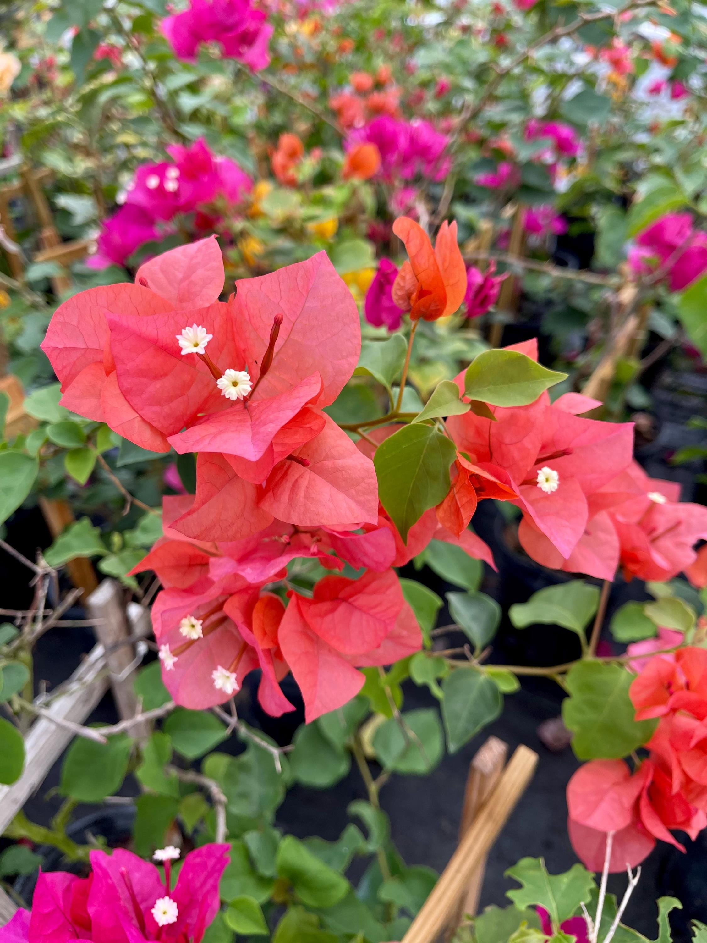 Live Bougainvillea Plant, 30" With Trellis, Assorted Colors - Etsy