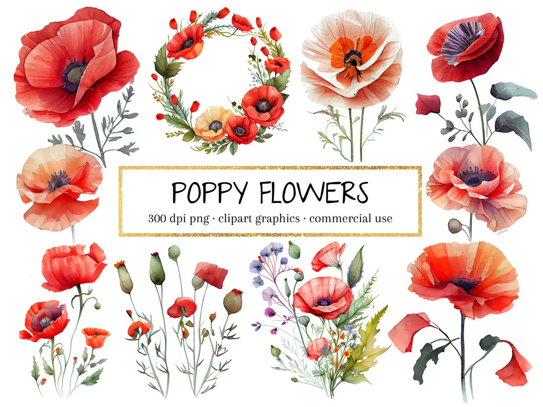 Poppy Clipart, Poppy Flower Clipart, Poppy PNG, Poppy Flower PNG, Poppy ...