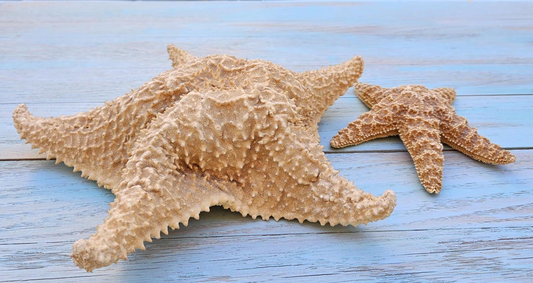 Rare Old Large Dried Natural Starfish Shell and Smaller Starfish - Etsy
