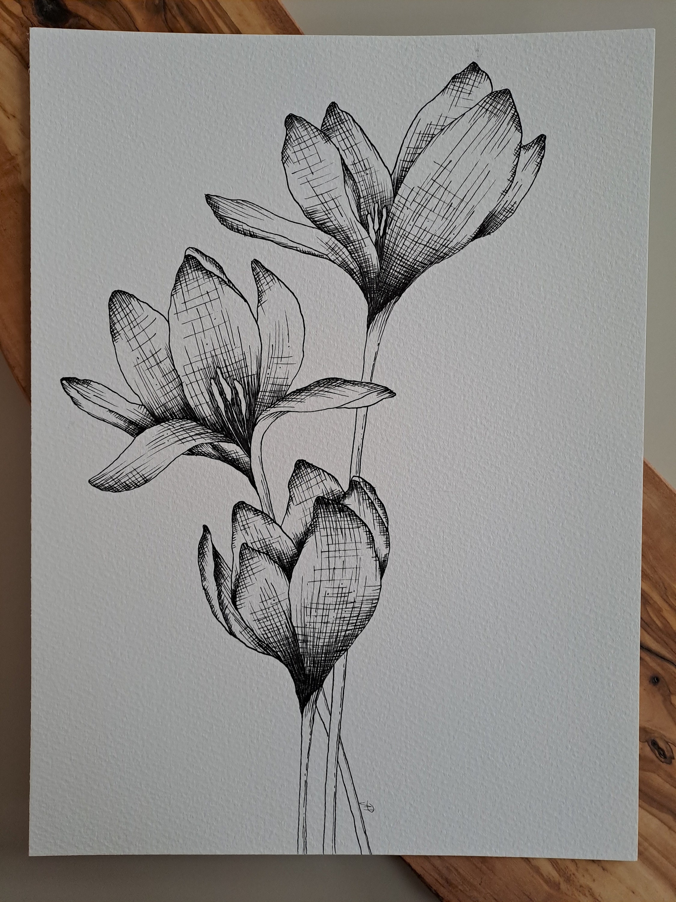 Crocus Ink Drawing of Flowers Original Drawing - Etsy