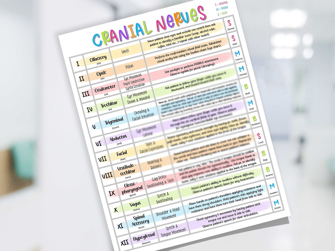 Cranial Nerves Study Guide - Cranial Nerves Cheat Sheet - Cranial ...
