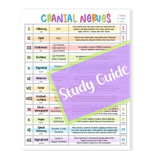 Cranial Nerves Study Guide Cranial Nerves Cheat Sheet Cranial Nerves ...
