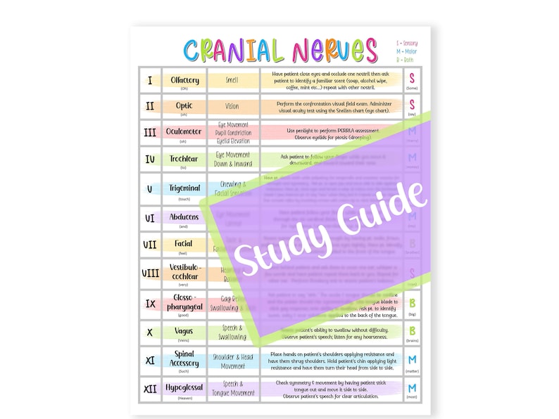 Cranial Nerves Study Guide Cranial Nerves Cheat Sheet - Etsy