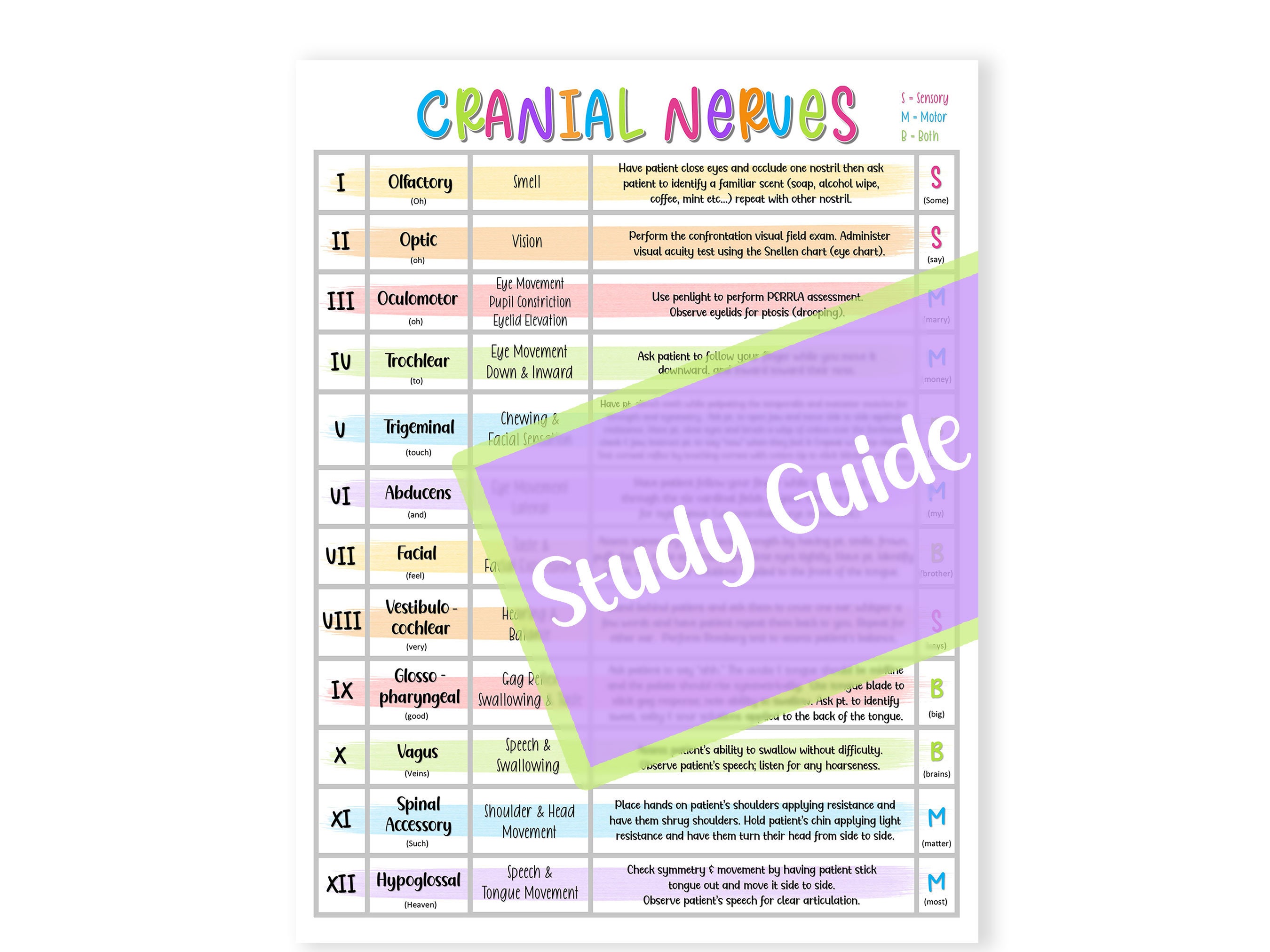 Cranial Nerves Study Guide Cranial Nerves Cheat Sheet - Etsy
