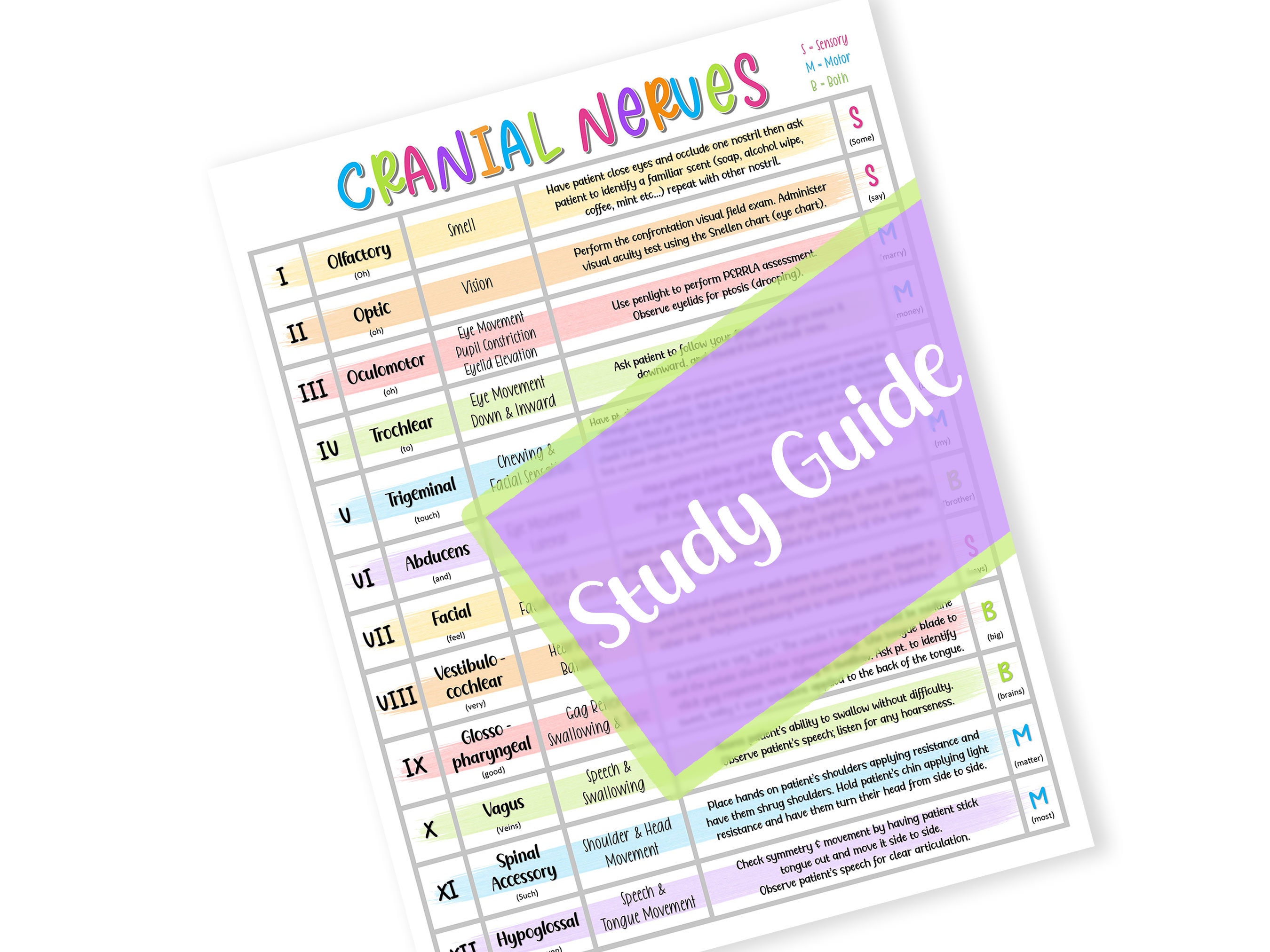 Cranial Nerves Study Guide Cranial Nerves Cheat Sheet Cranial Nerves ...