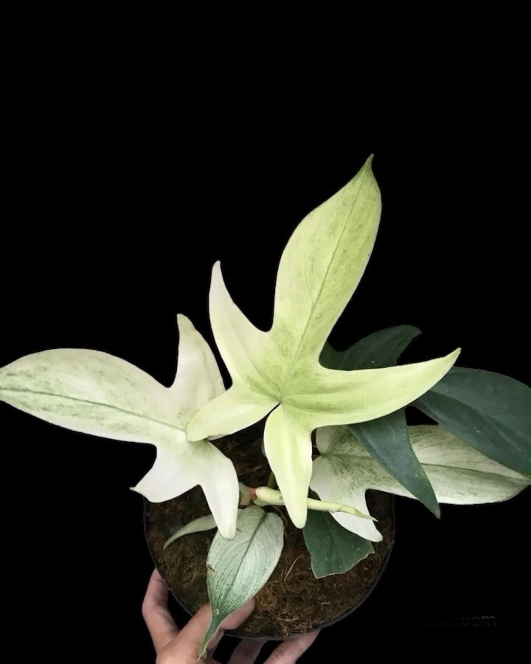 Philodendron Florida Ghost Mint - Etsy