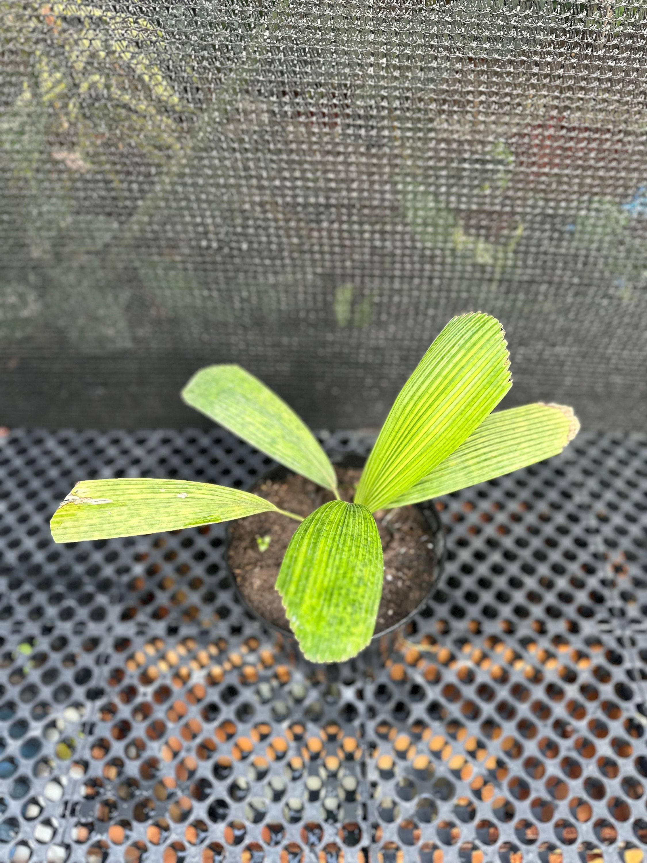 Actual Plant. Palm Licuala Mapu Sp Borneo Palm Army - Etsy