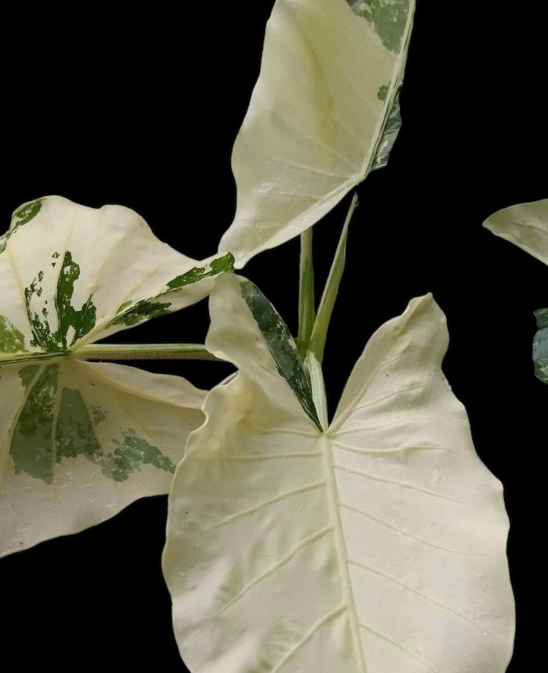 Big Size. Alocasia Macrorrhiza Variegated Tuber. Guaranteed Until ...