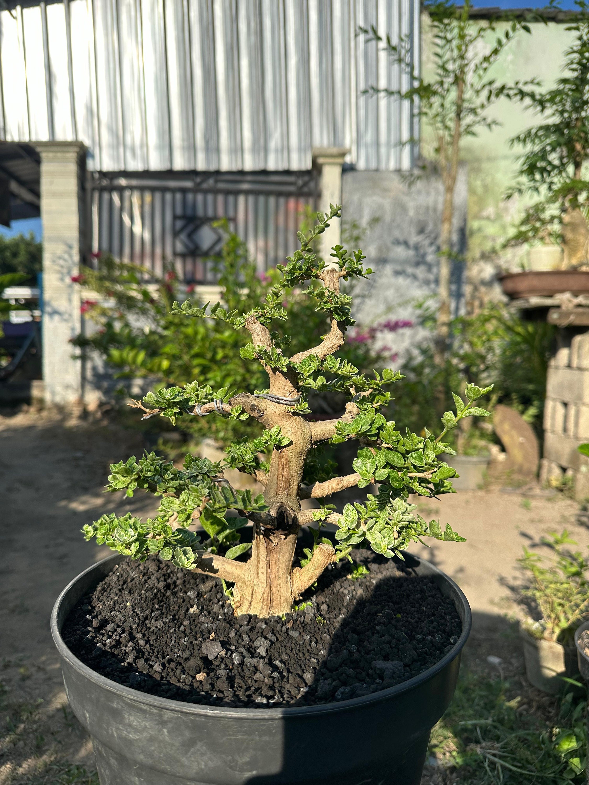 Actual Tree. Bonsai Premna Micropylla Variegated. Bonsai Tree - Etsy