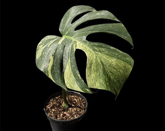 Monstera Deliciosa Mint Variegated - Etsy