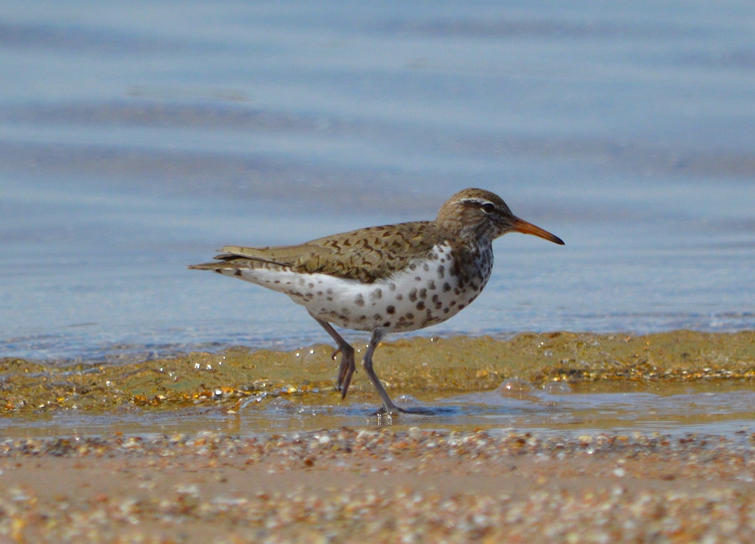 Spotted Sandpiper Wading - May 2023, Chicago IL - Etsy