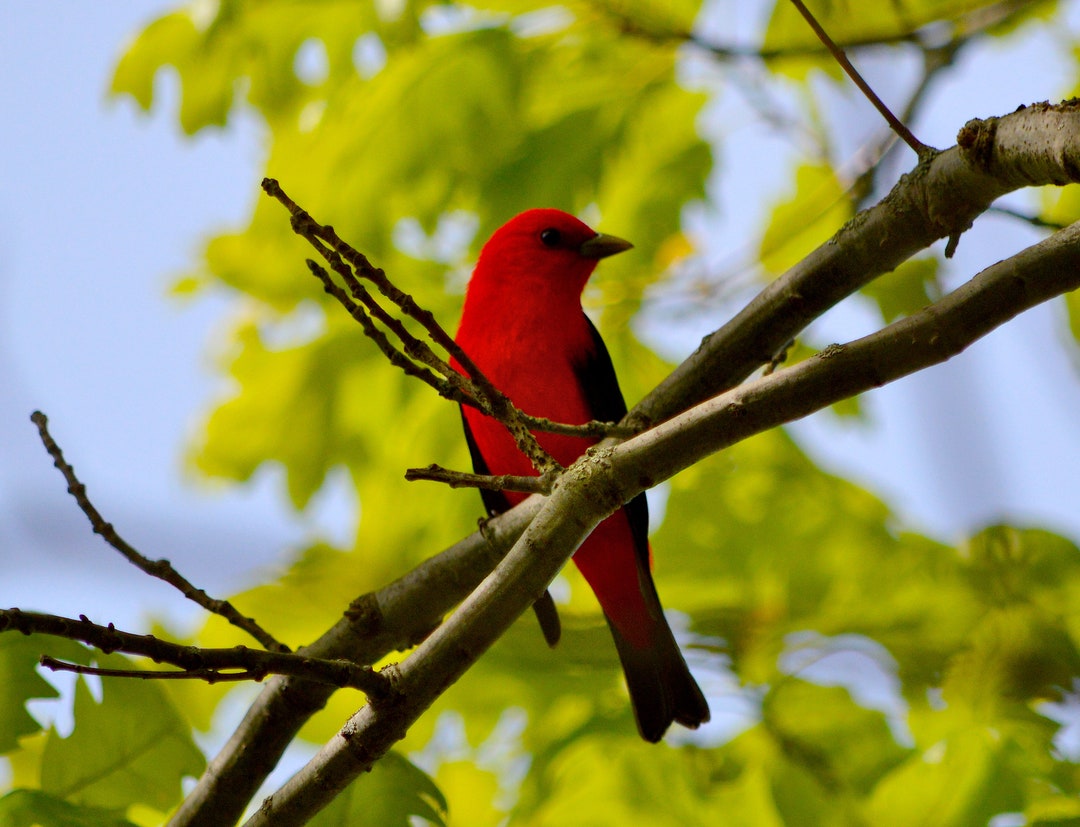 Scarlet Tanager - May 2023, Chicago IL - Etsy