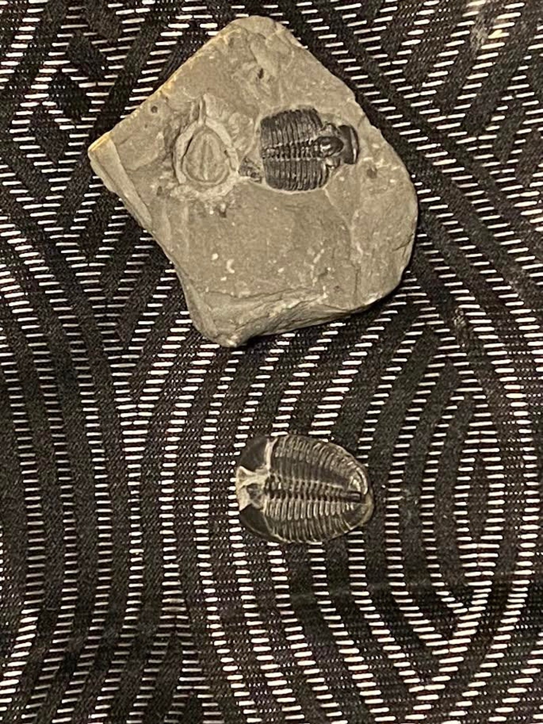 Complete Trilobite Fossil Trilobites Extinct Marine Arthropod Specimen ...