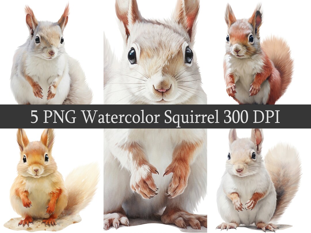 Watercolor Squirrel PNG Clipart Bundle, Instant Download, Squirrel Clip ...