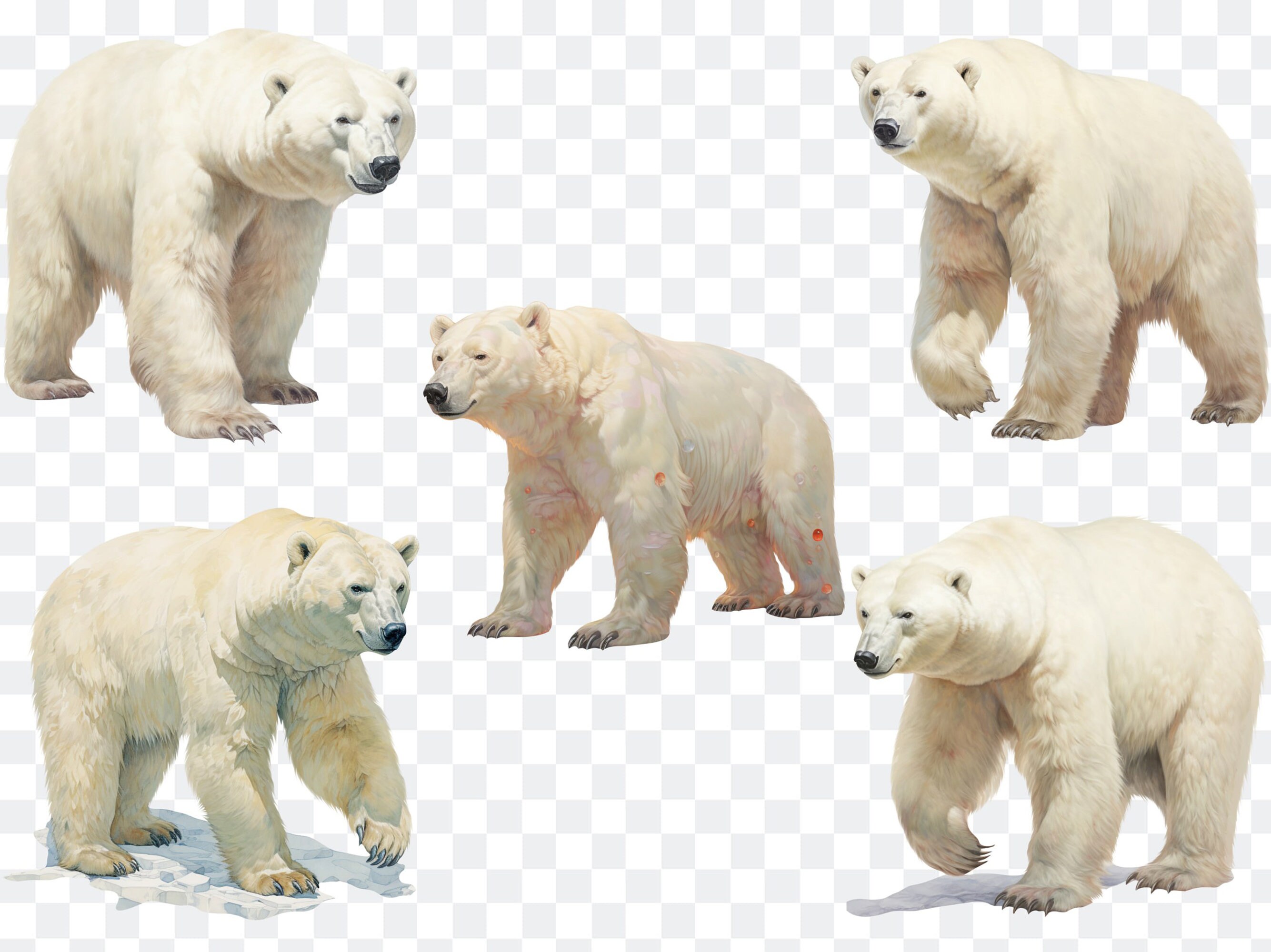 Watercolor Polar Bear PNG Clipart Bundle, Instant Download, White Bear ...