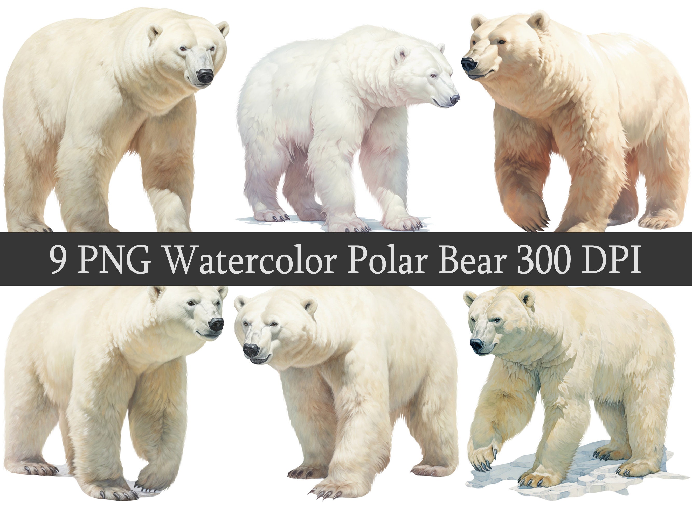 Watercolor Polar Bear PNG Clipart Bundle, Instant Download, White Bear ...