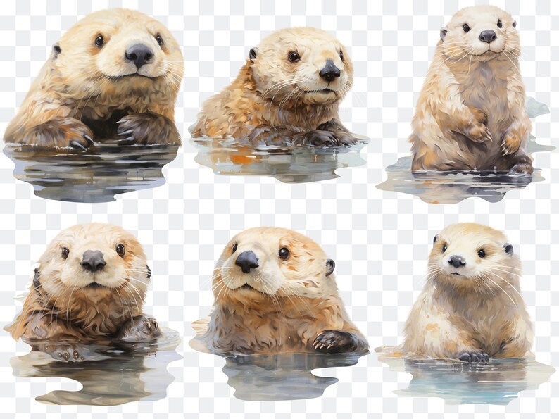 Watercolor Sea Otter PNG Clipart Bundle, Instant Download, Sea Otter ...