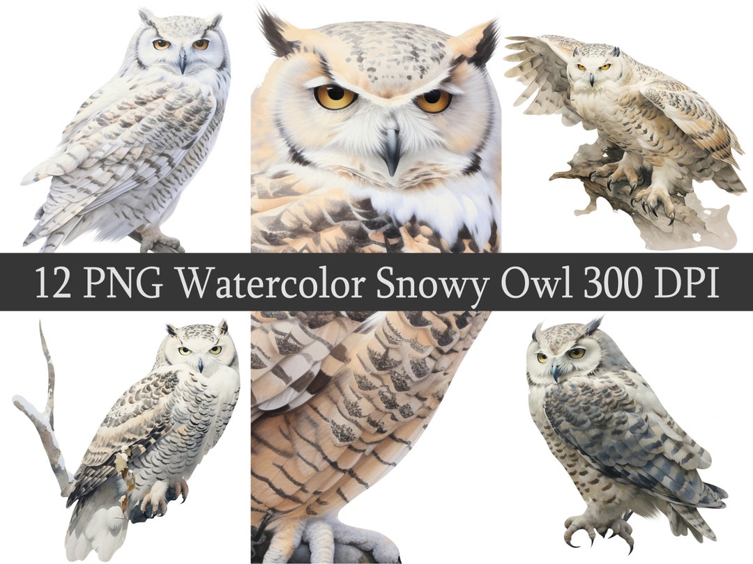 Watercolor Snowy Owl PNG Clipart Bundle, Instant Download, Snowy Owl ...
