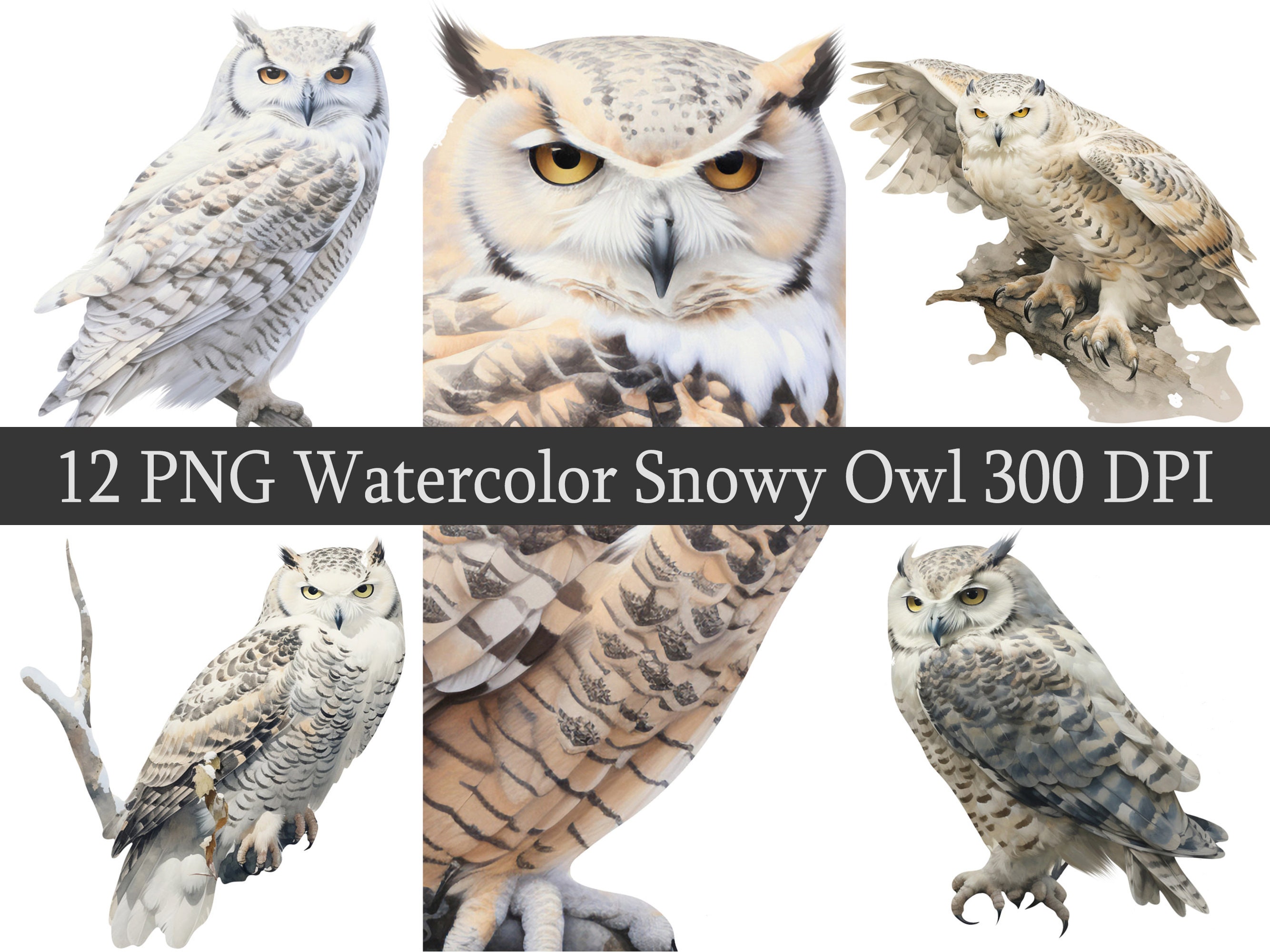 Watercolor Snowy Owl PNG Clipart Bundle Instant Download - Etsy