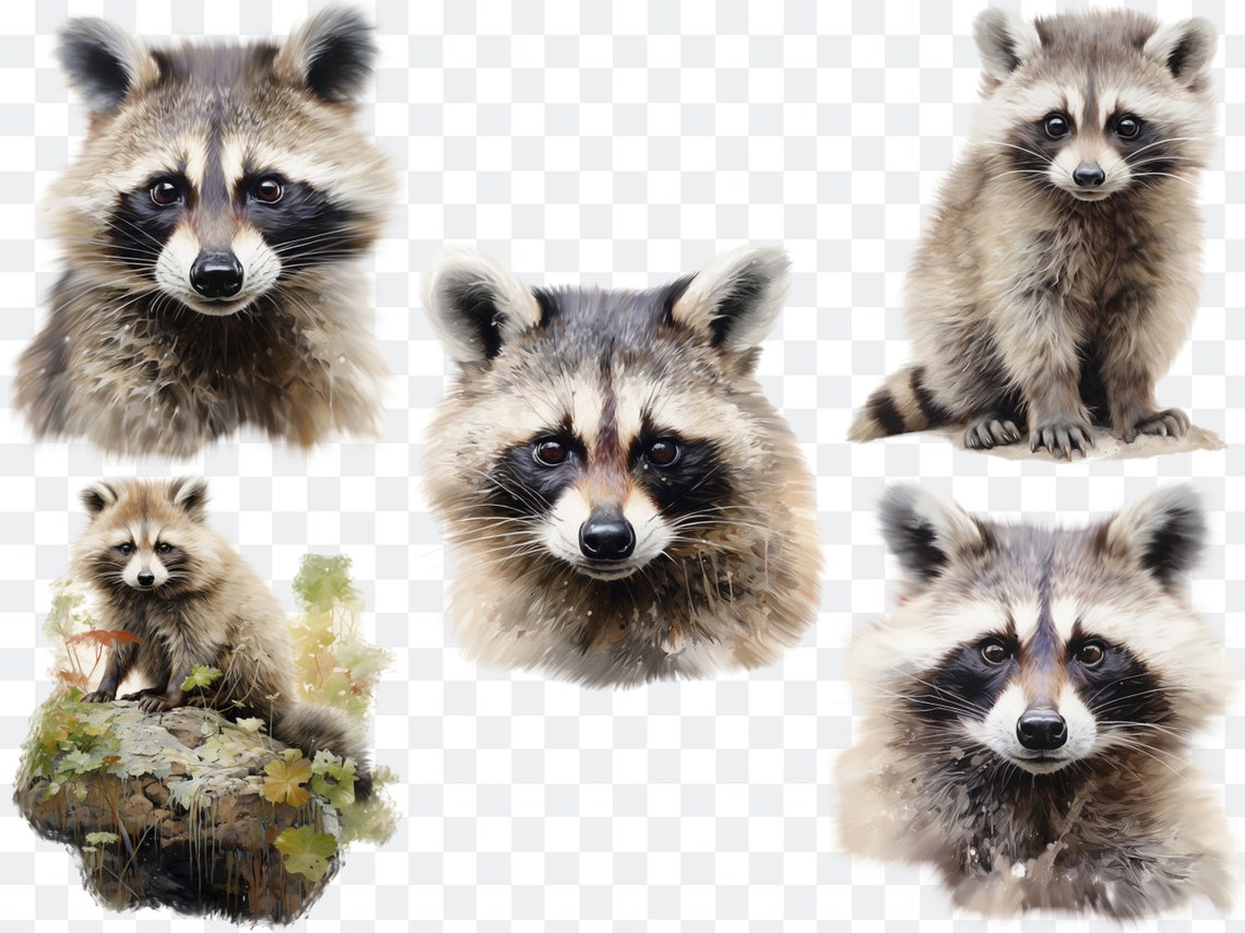 Watercolor Racoon PNG Clipart Bundle, Instant Download, Racoon Clip Art ...