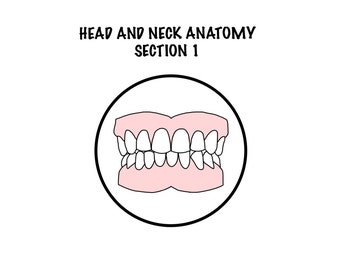 Dental Radiology Study Notes 14 Pages - Etsy