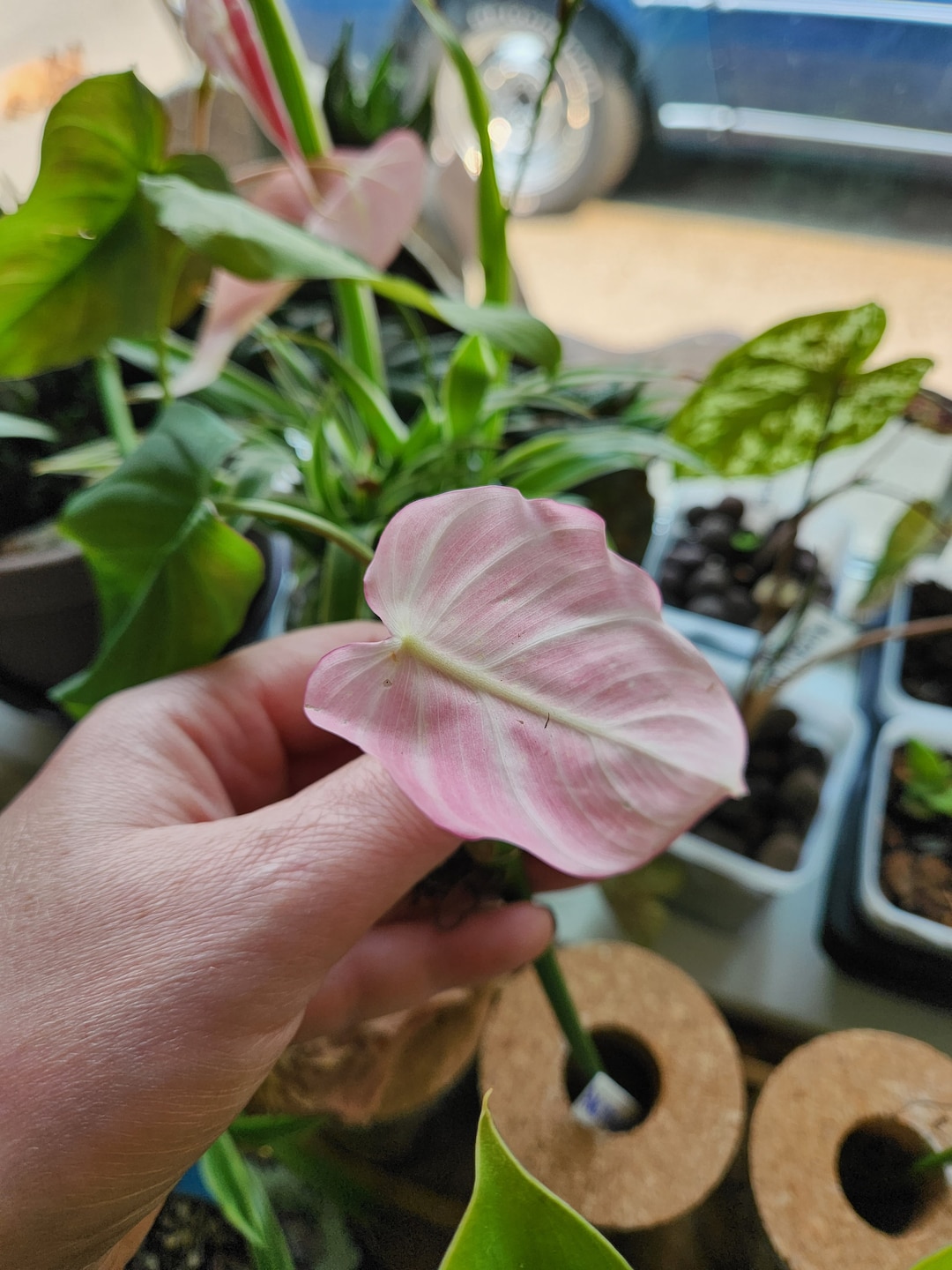 Philodendron Pink Micans Top Cutting Single Node - Etsy
