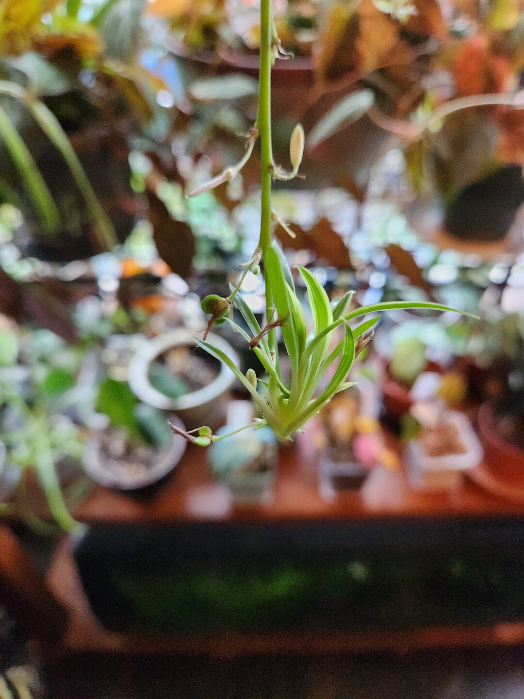 Reverse Variegated Spider Plant Babies - Etsy