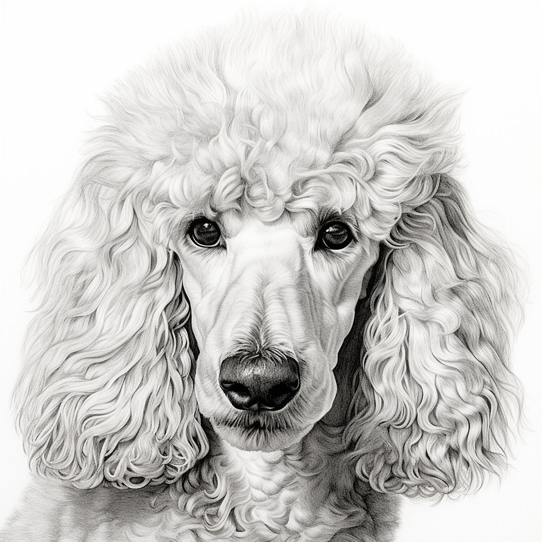 Poodle Fine Line Portrait: Printable Dog Clip Art (PNG, JPEG) - Etsy