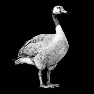 Canadian Goose Portrait: Realistic Bird Image (digital Download) - Etsy