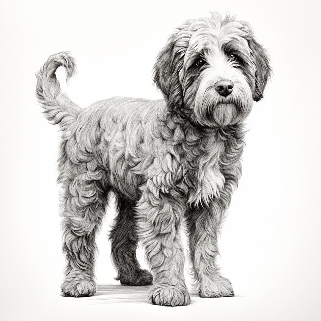 Barbet Dog Fine Line Portrait: Printable Pet Clip Art (digital Download ...