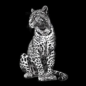 Leopard Black Line Art: Wildlife Stencil, Logo, Decal (digital Download ...