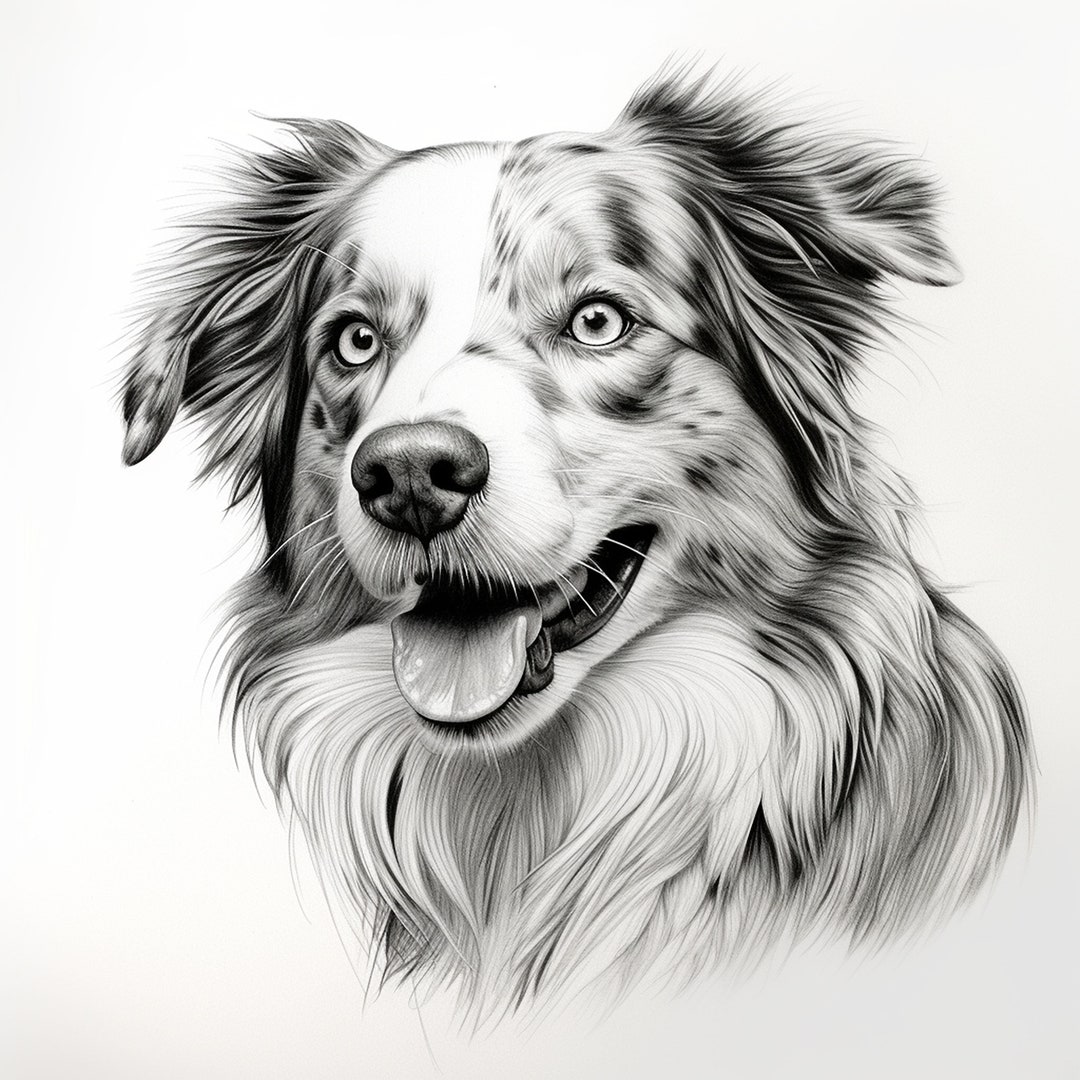 Australian Shepherd Fine Line Pencil Pet Portrait, Printable Dog Image ...