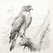 Hawk Fine Line Portrait: Printable Bird Stencil, Logo, Tattoo (digital ...