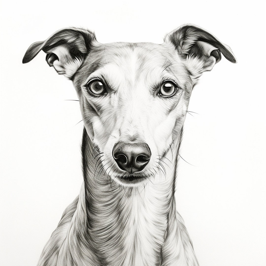 Greyhound Fine Line Art: Printable Dog Portrait (digital Download) - Etsy