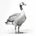 Canadian Goose Portrait: Realistic Bird Image (digital Download) - Etsy