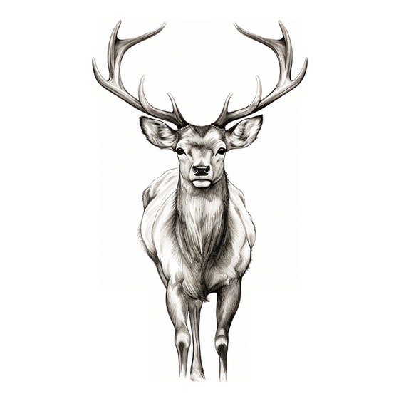 Dibujo Realista De Reno
