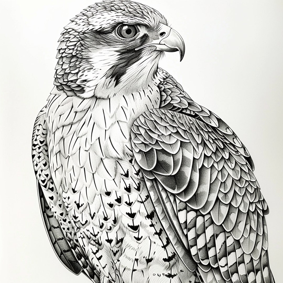 Falcon Black Line Clip Art, Printable Bird Image for Sticker, Stencil ...