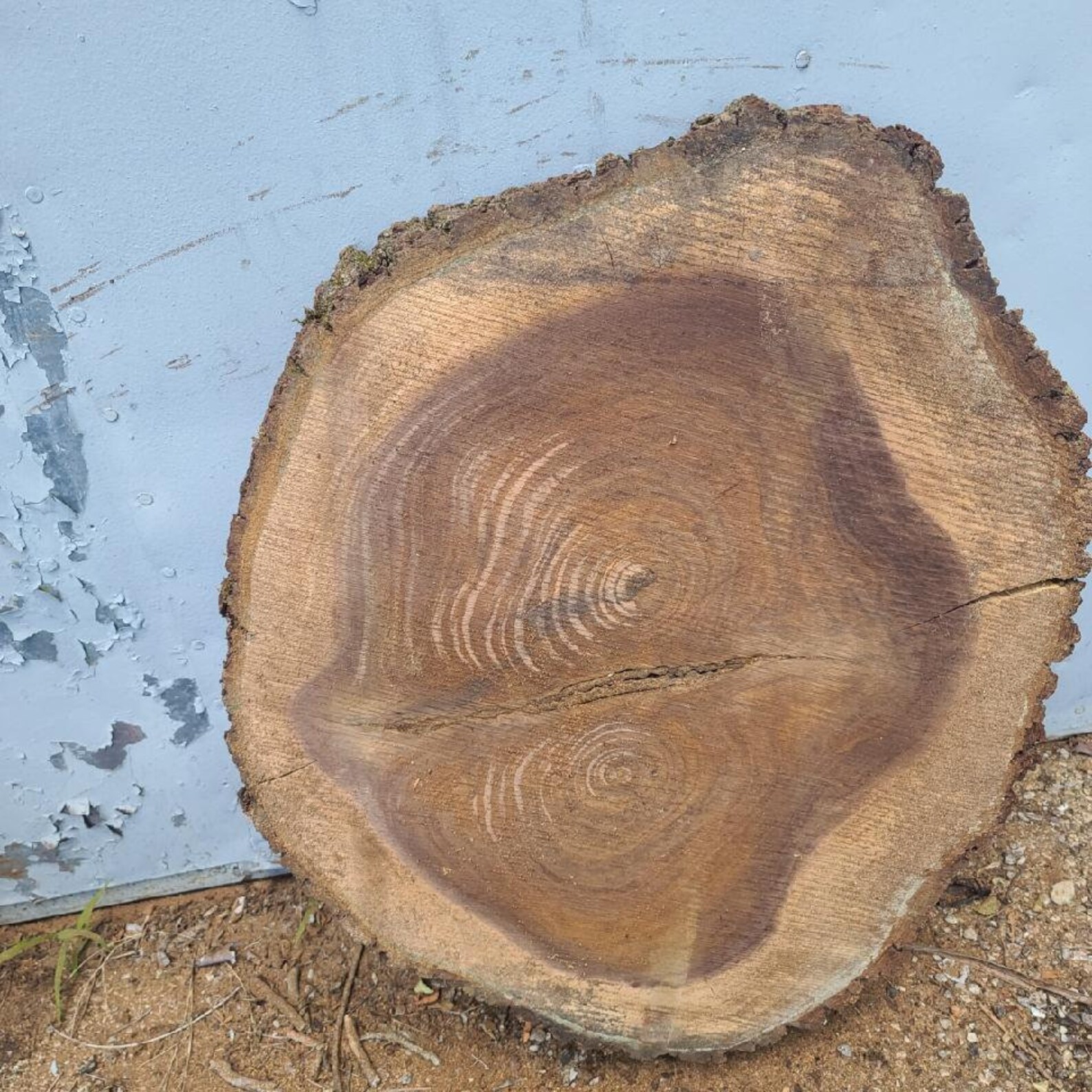 Nature's Elegance: Black Walnut Rounds Collection - Etsy