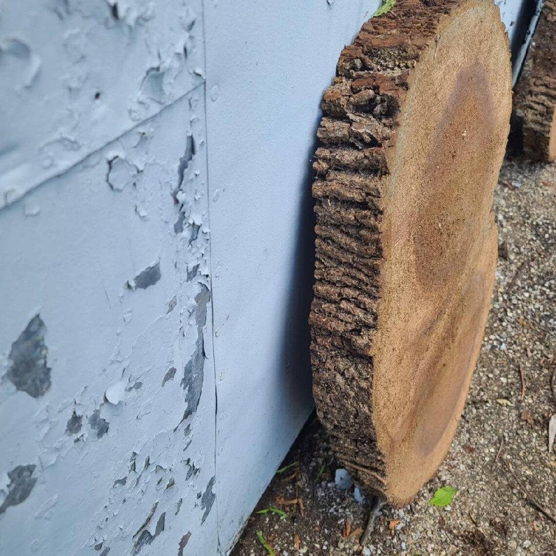 Nature's Elegance: Black Walnut Rounds Collection - Etsy