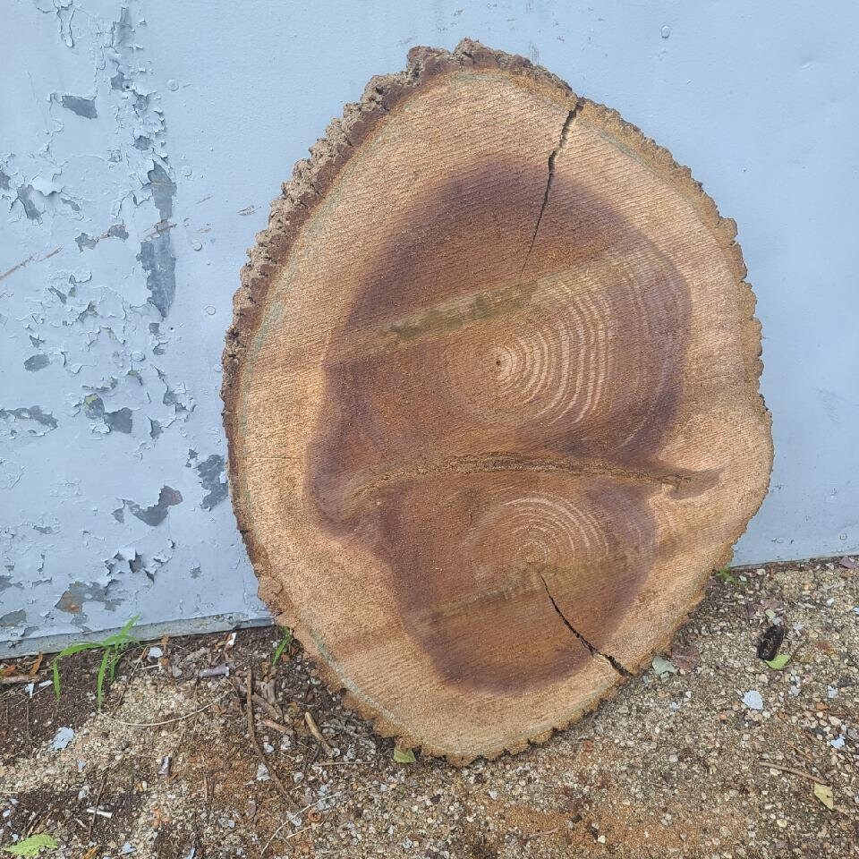 Nature's Elegance: Black Walnut Rounds Collection - Etsy